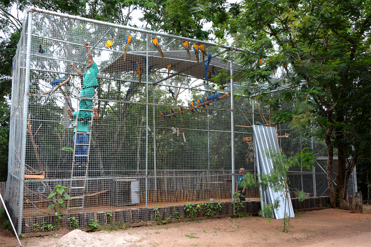 araras-cetas - Prefeitura Municipal de Vitória da Conquista - PMVC